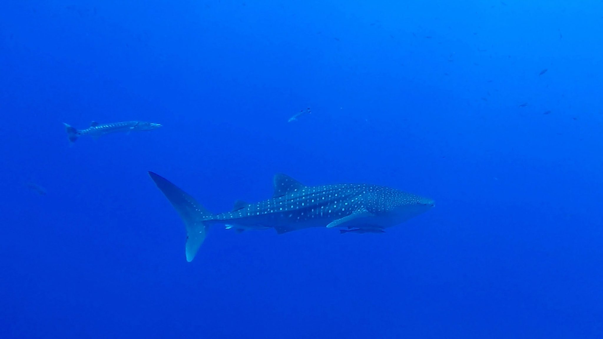 Megalodon ajkula bila tri puta duža od današnje velike bele - Život ...