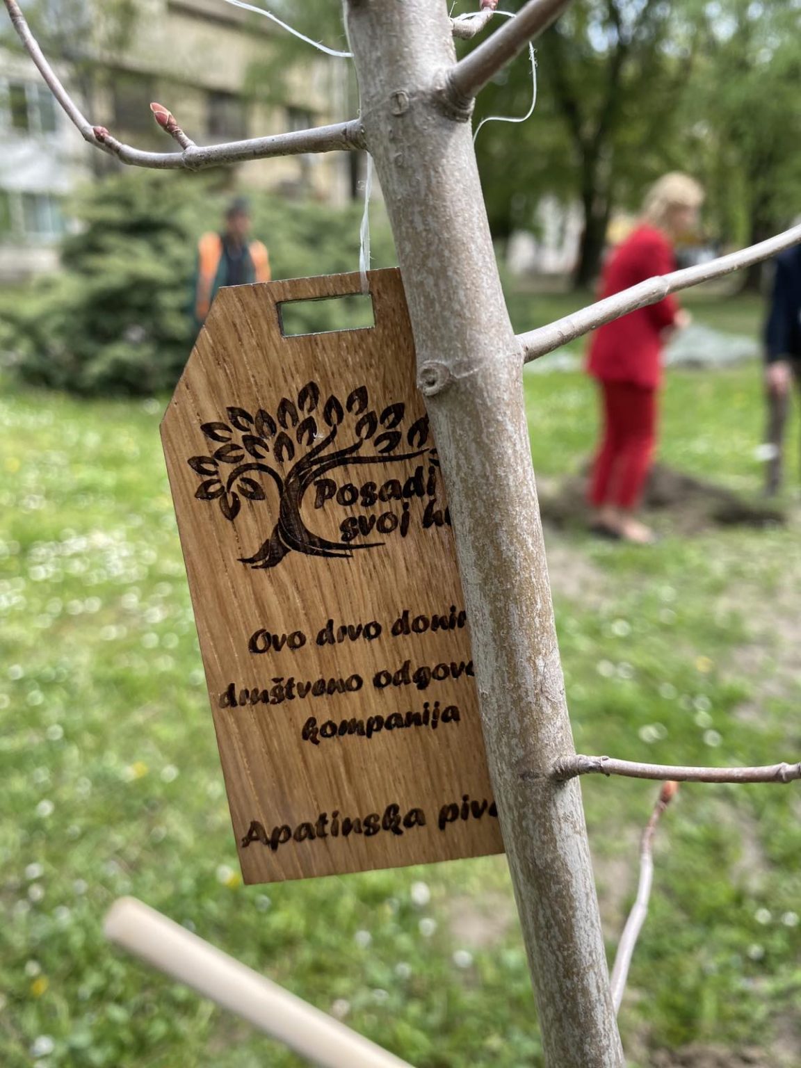 Apatinska pivara podelila sadnice jasena građanima Apatina - Društvo ...