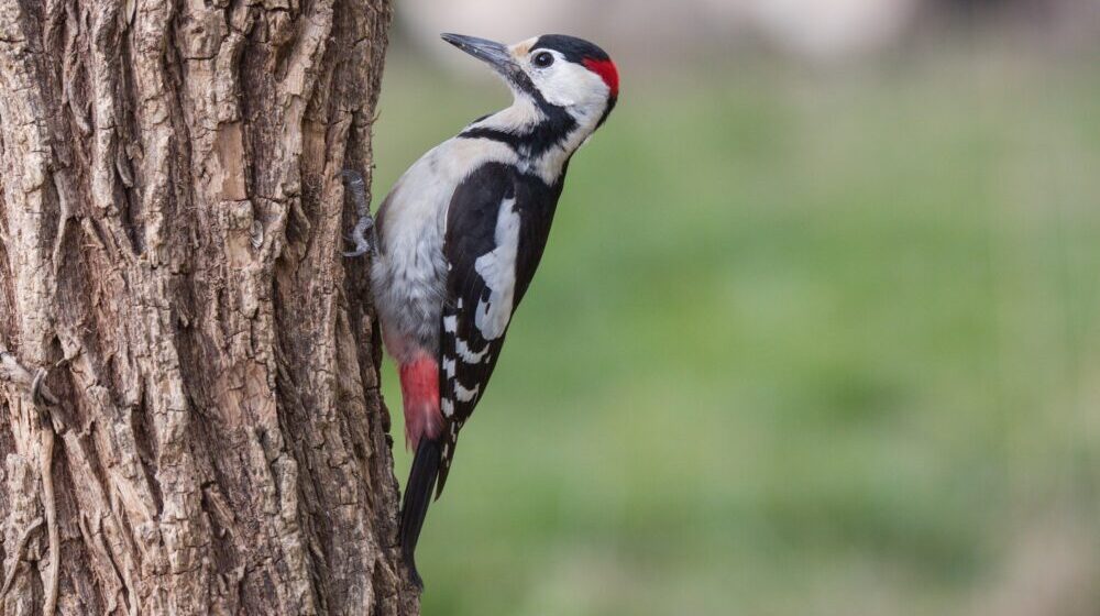 Beč - prestonica detlića u Evropi - Život - Dnevni list Danas