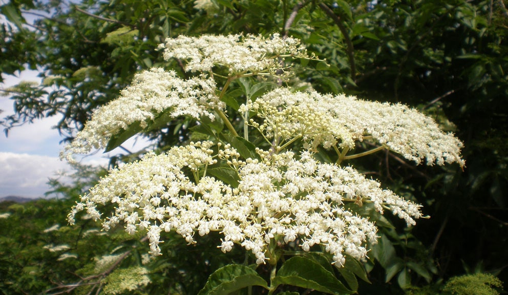 Zova - za šta se sve koristi i za šta je delotvorna? - Zdravlje ...