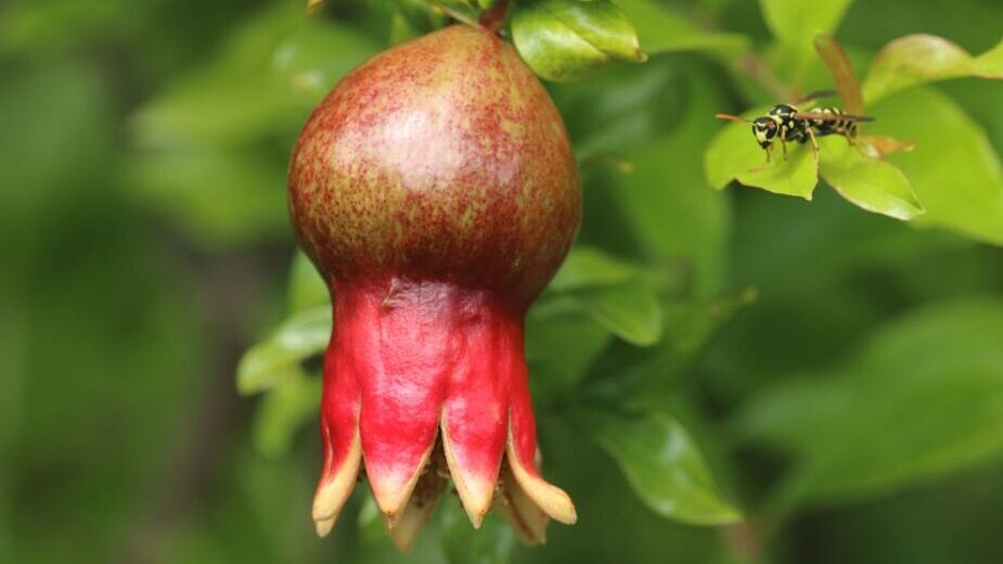 Divlji nar - voće i lek - Zdravlje - Dnevni list Danas