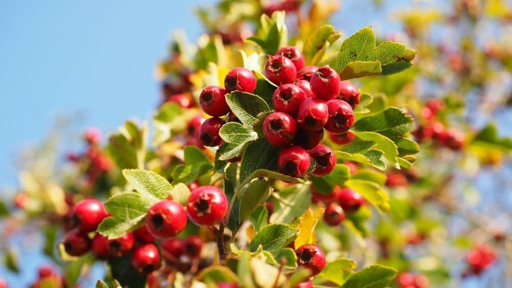 Glog - prirodna podrška srcu - Zdravlje - Dnevni list Danas