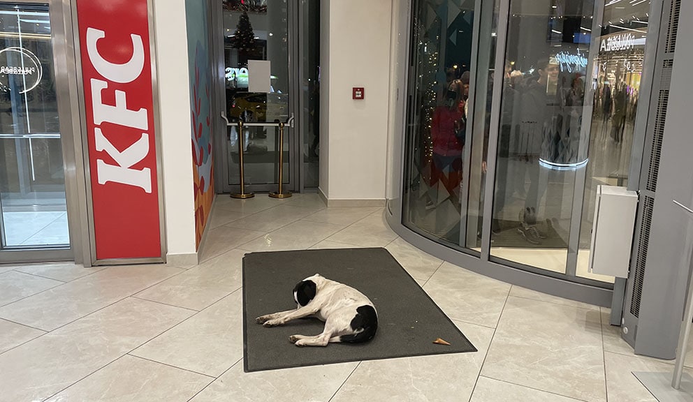 Psi lutalice su ove zime česti gosti prodavnica i kafića u Nišu: Tužno ...