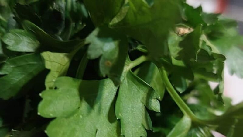 Peršun - biljka sa 101 namenom - Zdravlje - Dnevni list Danas