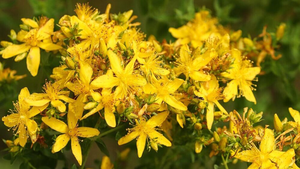 Za šta se sve koristi kantarion? - Zdravlje - Dnevni list Danas