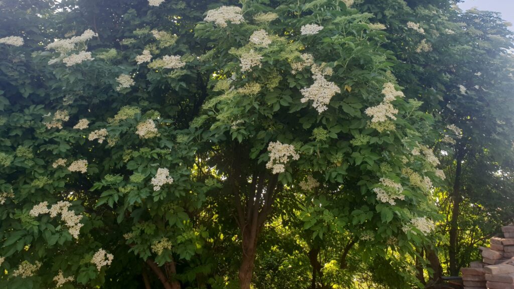 Kako napraviti sok od zove? - Recepti - Dnevni list Danas