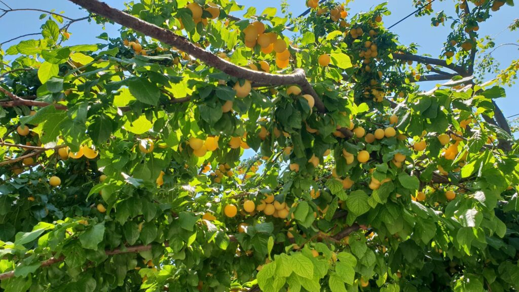 Ringlov, nezasluženo potcenjen rođak šljive, sok i rakija su odlični ...
