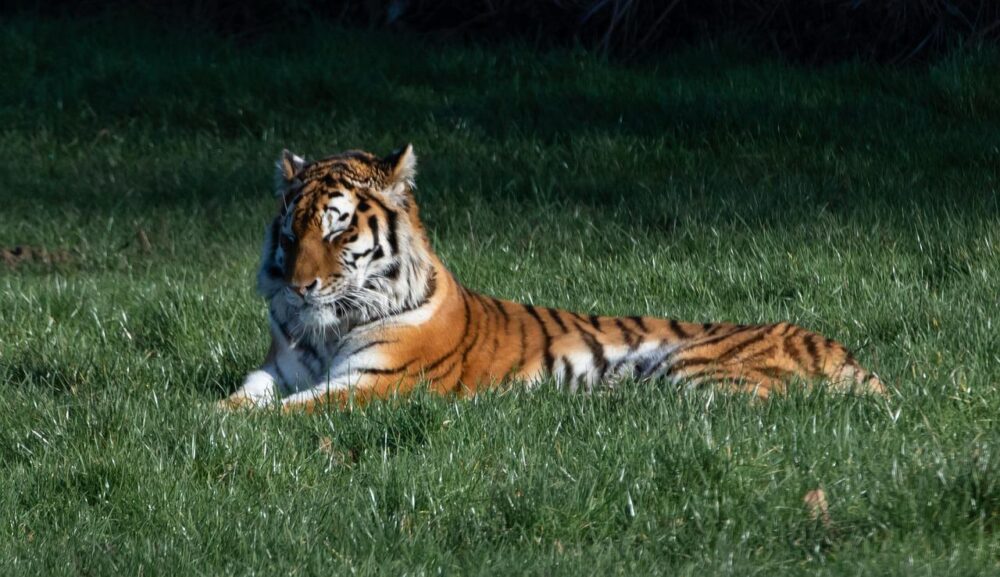 Uginuo tigar koji se zarazio koronom u zoološkom vrtu u Ohaju - Svet ...