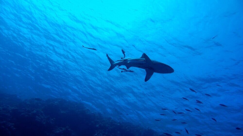 U Jadranskom moru žive 54 vrste morskih pasa: Koliko su opasni za ljude? - Društvo - Dnevni list ...