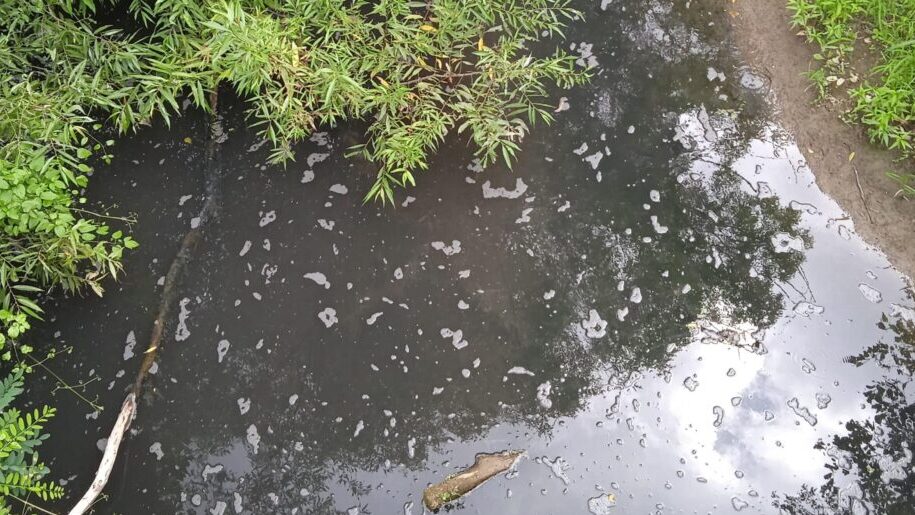 "Nema ribe, uginula je": Zagađen deo reke Kačer, inspekcija ne rešava ...