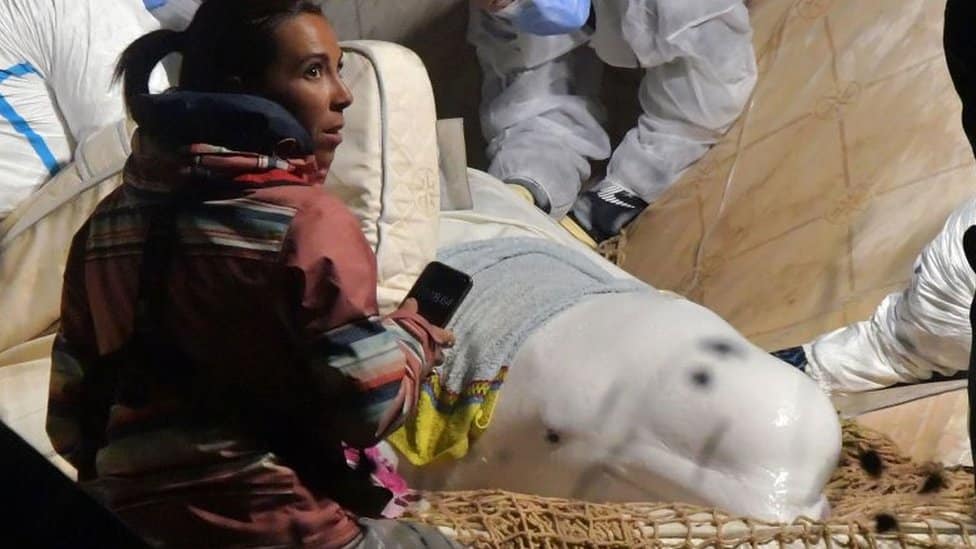 Životinje i Francuska: Uspavan kit beluga koji je izvučen iz Sene - BBC ...