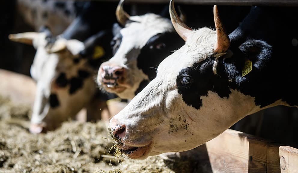 Proizvođači goveda i svinja u Srbiji: Farme propadaju, potrebna hitna ...