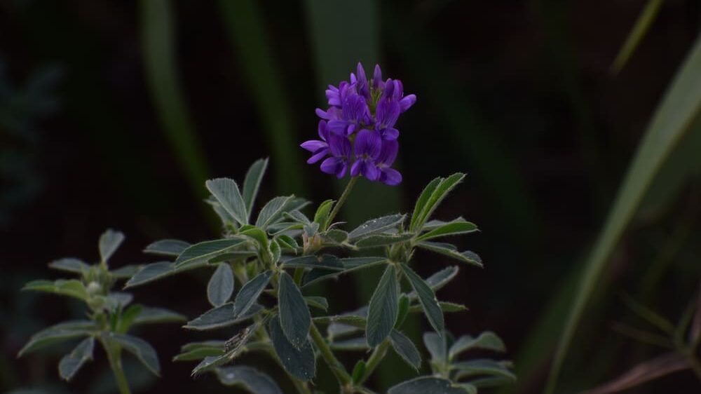Biljka koja opstaje i u vulkanskom zemljištu: Da li bi mogla da nas ...