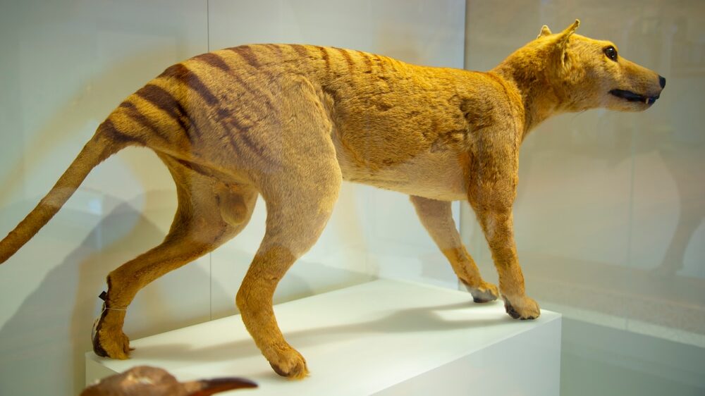 Australijski naučnici će pokušati da "ožive" tasmanijskog tigra - Nauka ...