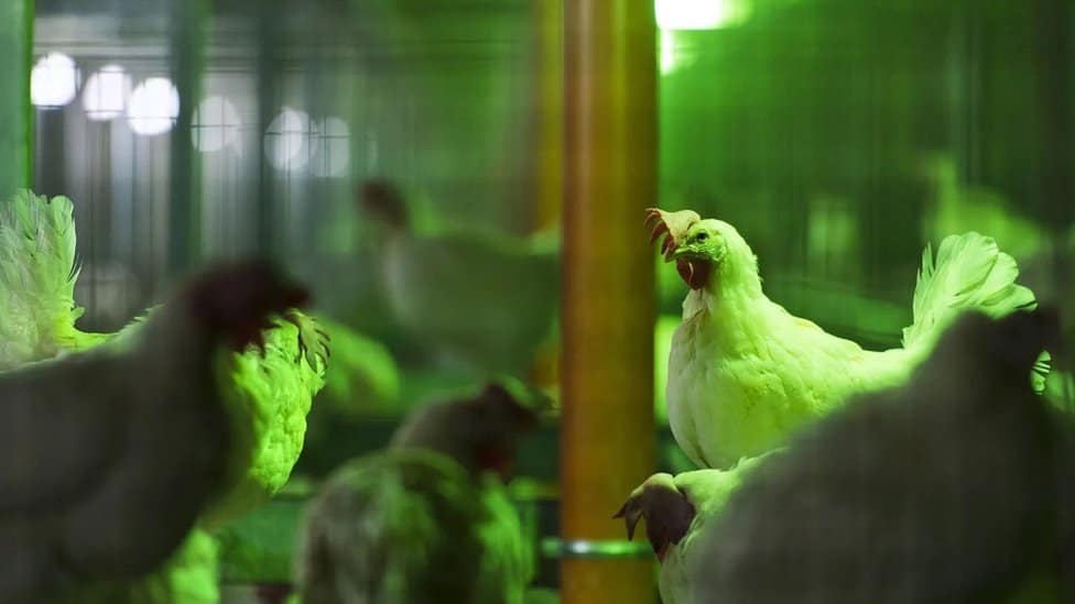 Čovečanstvo, genetski inženjering, evolucija: Zašto bi „post-prirodno ...