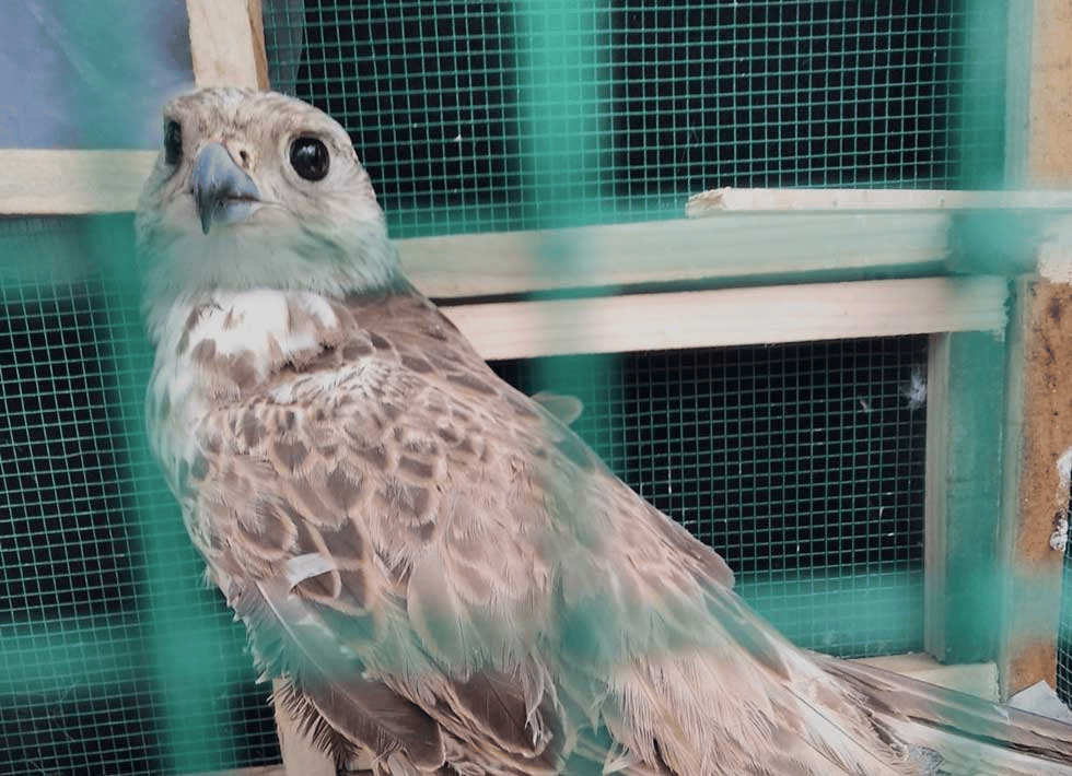 Zrenjanin: U ataru Elemira spasen stepski soko - Društvo - Dnevni list ...