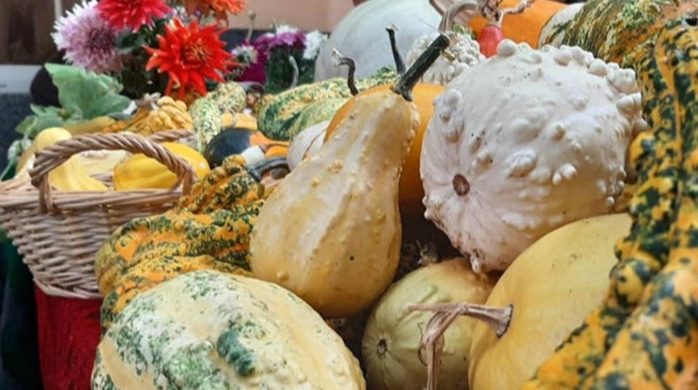 Za vikend 14. "Tikvijada" u Nikoličevu kod Zaječara - Kultura - Dnevni ...