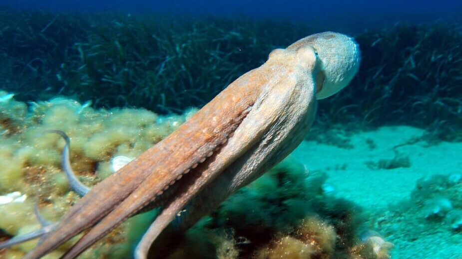 Otrov australijske hobotnice mogao bi biti ključan u borbi protiv ...