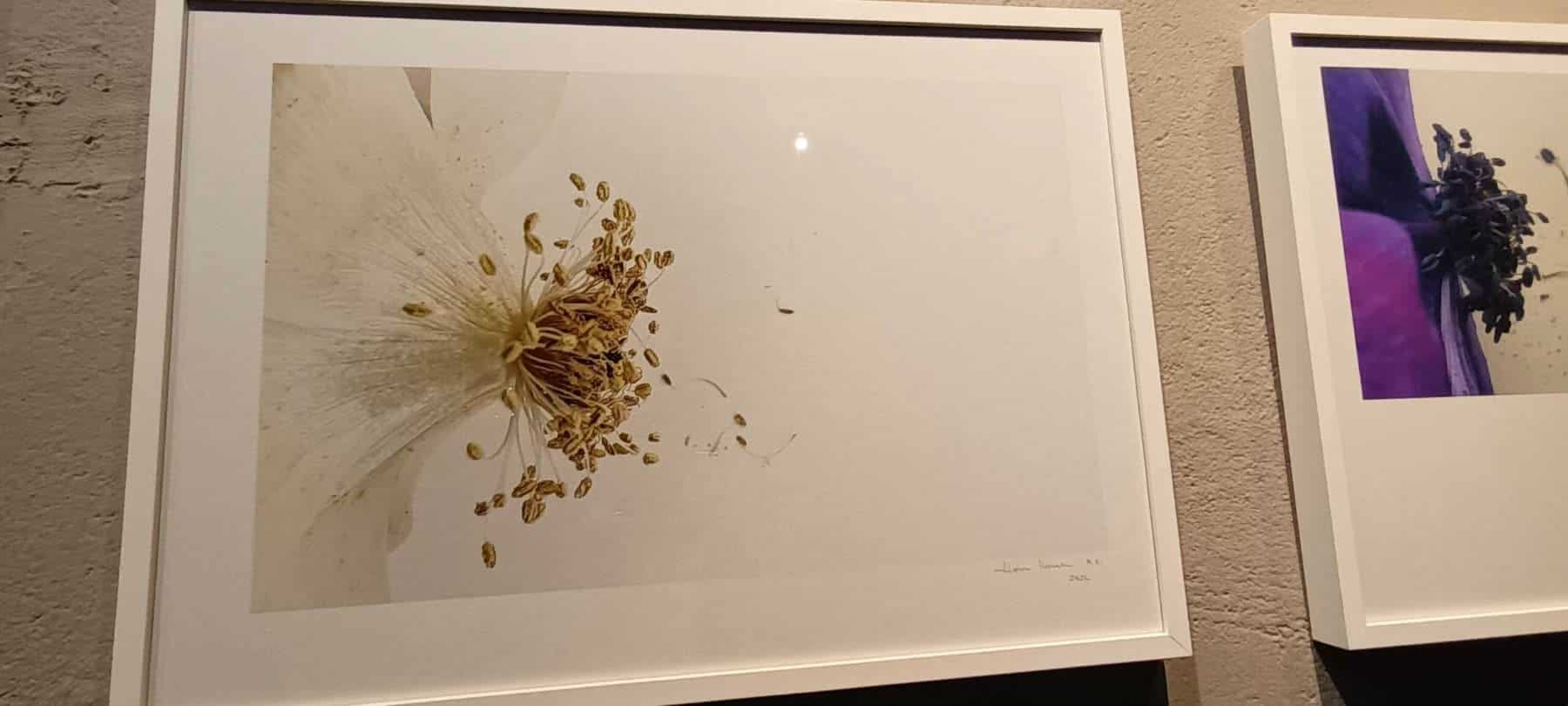 Otvorena izložba fotografija autorke Nataše Komatine u Beogradu, pod ...