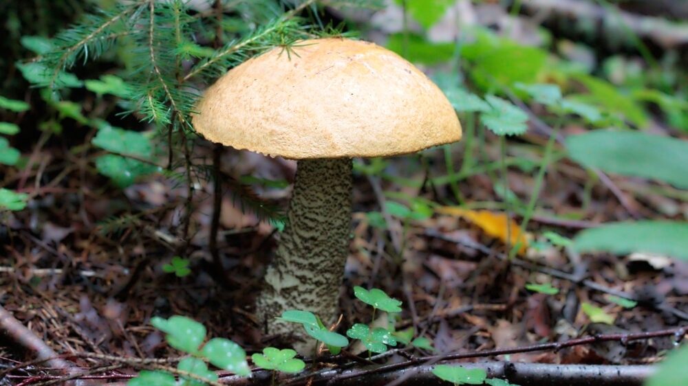 VMA upozorava na trovanje pečurkama: Kako prepoznati otrovnu gljivu ...