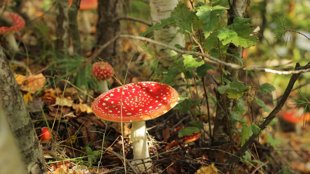 "Postoje pečurke kod kojih je dovoljno pojesti samo jedan 'šešir' i ...
