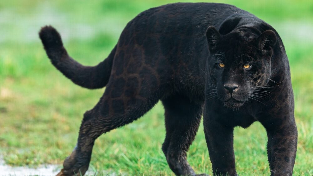 Lovci i lovočuvari: Pojava crnog pantera kod Apatina je "lovačka priča ...