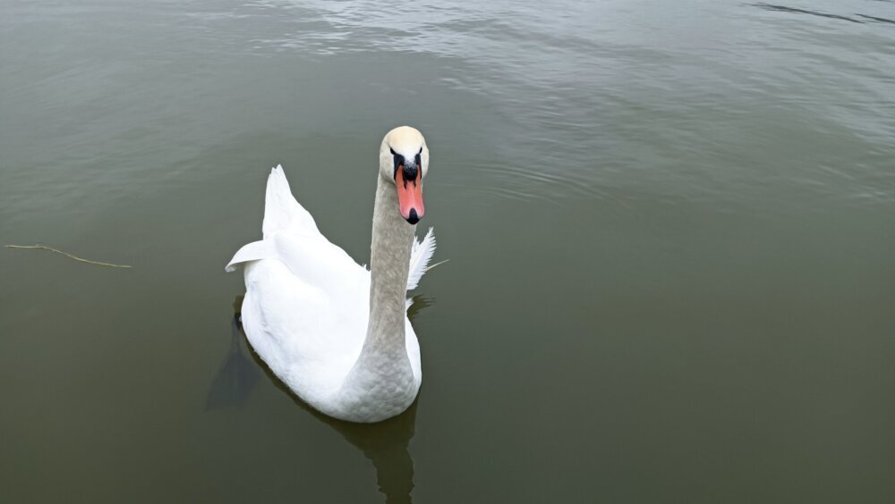 Donji Milanovac: Počeo Međunarodni popis ptica vodenih staništa ...
