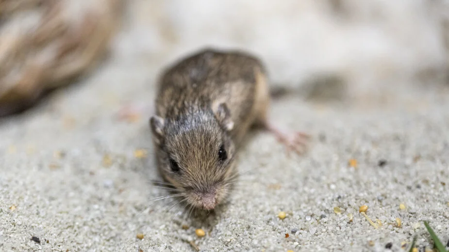 Najstariji miš na svetu je mišica Pat, koja živi u zoo vrtu u ...