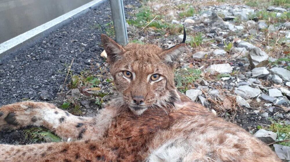 Ris Rista konačno zakoračio u slobodu: Pušten je u Nacionalni park ...