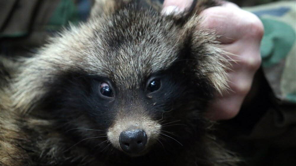Slepi miševi "oslobođeni krivice": Naučnici otkrili nove dokaze o ...