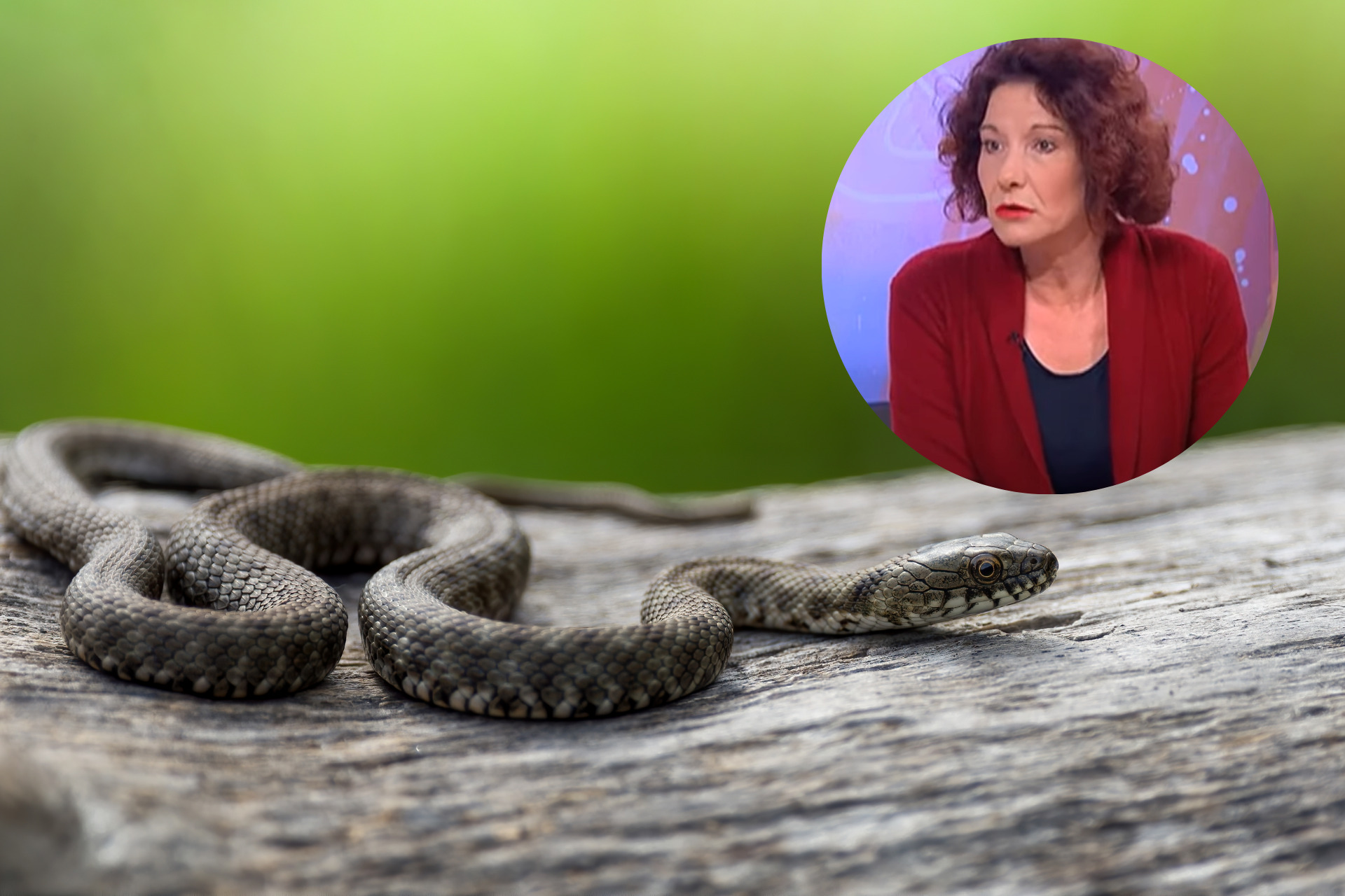 Koje zmije su otrovne, gde žive, kako se ponašati pri susretu, šta kad ...