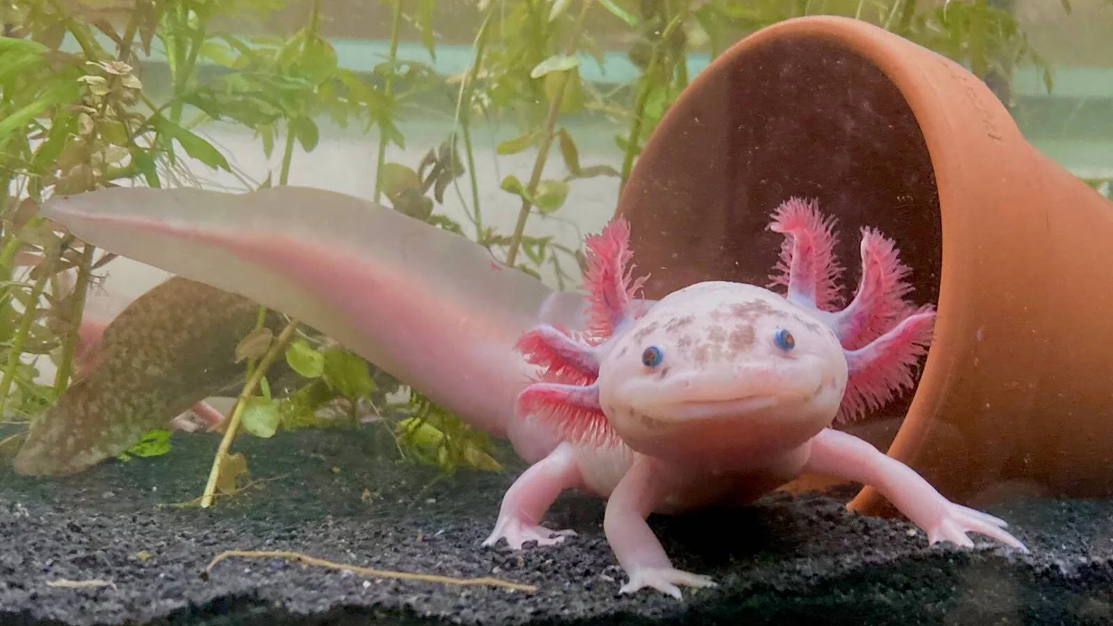 Ovaj slatki vodozemac ima neverovatnu sposobnost regeneracije - Život ...