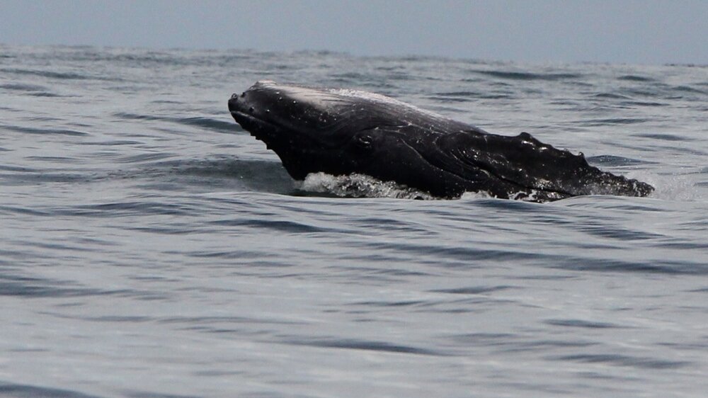 Celo jato kitova uginulo u Australiji nakon što su se nasukali - Svet - Dnevni list Danas