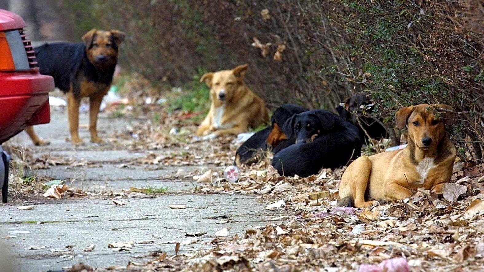 Ko je otrovao pse u Valjevu i okolini: Policija bez rezultata, kreozan ...