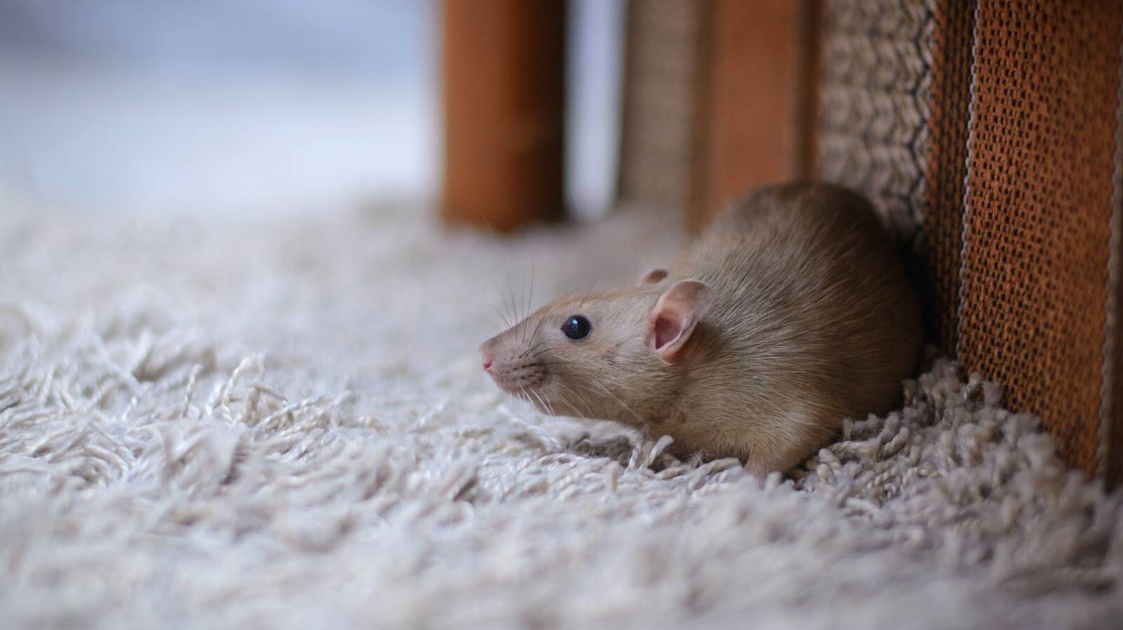 Ovo sredstvo ima skoro svaka kuća, ali malo ko zna da je korisno protiv ...