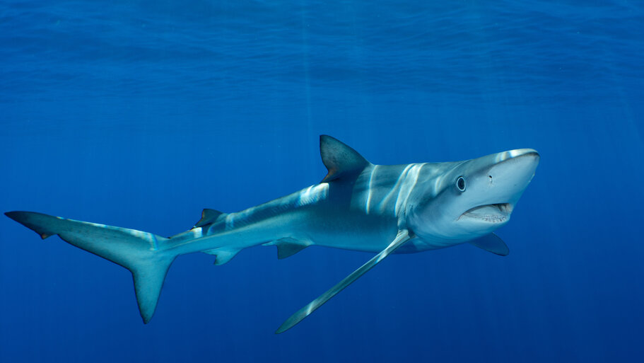 Ajkula u Jadranu: Ihtiolog otkrio kolike su zaista šanse da sretnemo morskog psa - Život ...