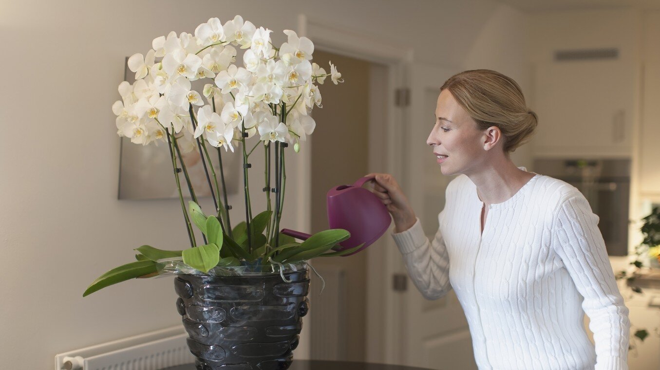 Orhideje će cvetati kao nikada ranije, ako dodate ovu namirnicu u vodu ...
