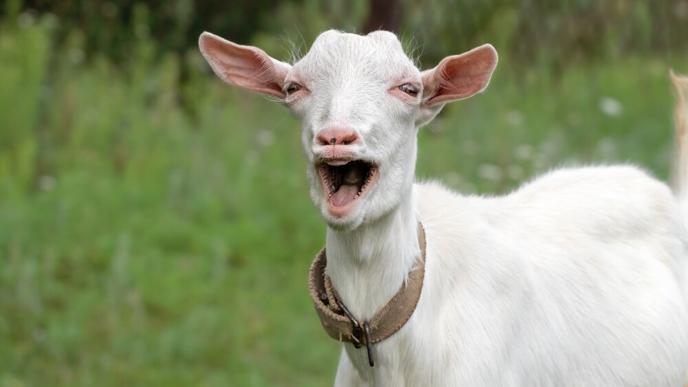 Ministarstvo poljoprivrede: Pojačana kontrola granica zbog kuge malih ...