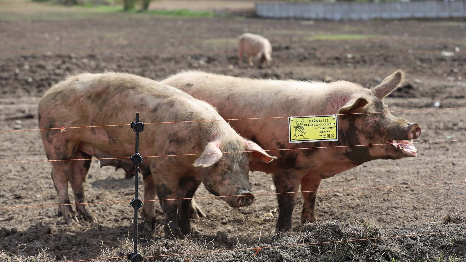 Suša prazni obore i štale: Preti li nam nestašica mesa i mleka ...