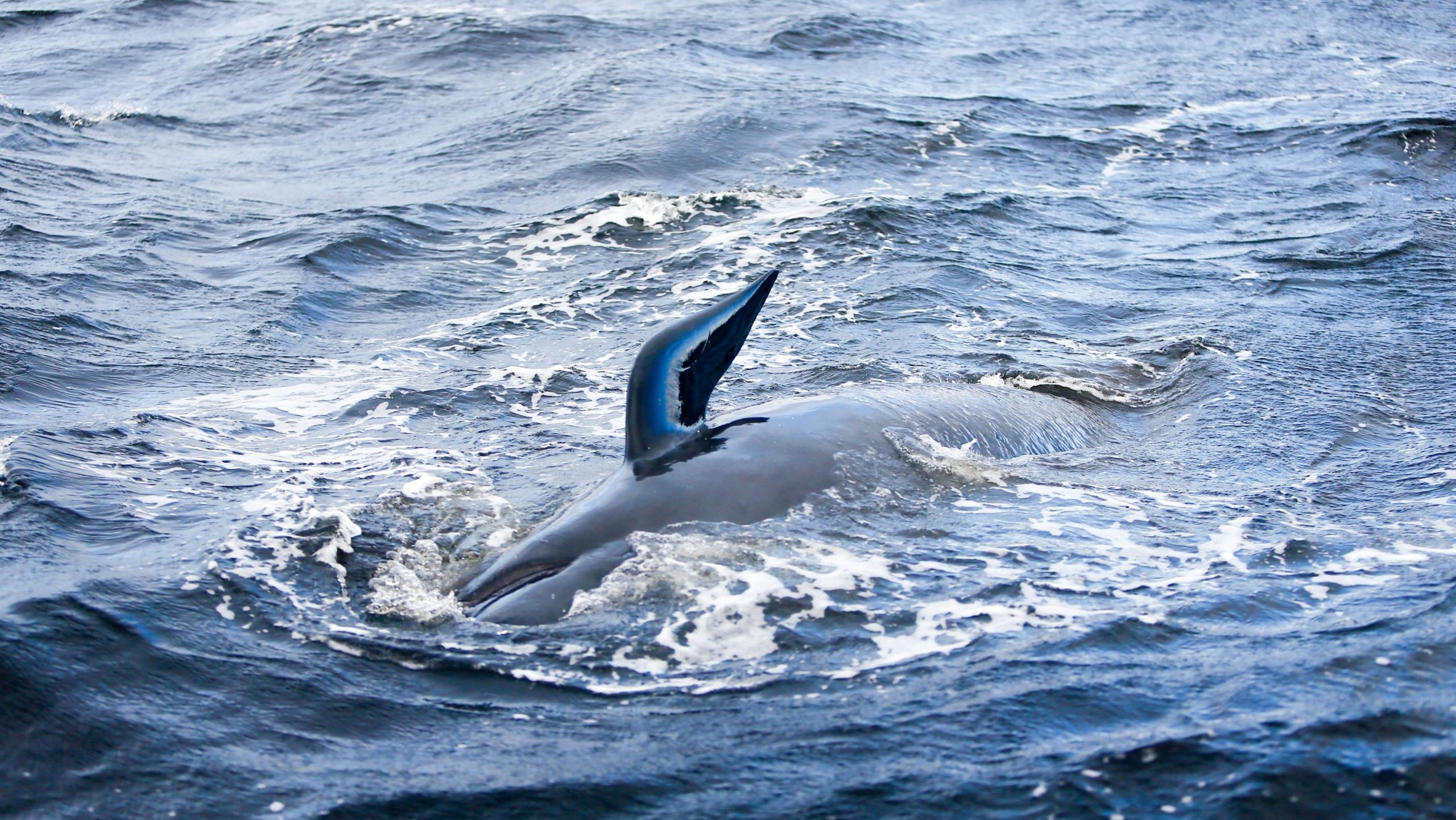Spaseno više od 30 nasukanih kitova na Novom Zelandu - Klimatske ...