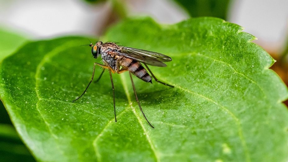 U Srbiji 57 obolelih od groznice Zapadnog Nila - Društvo - Dnevni list ...