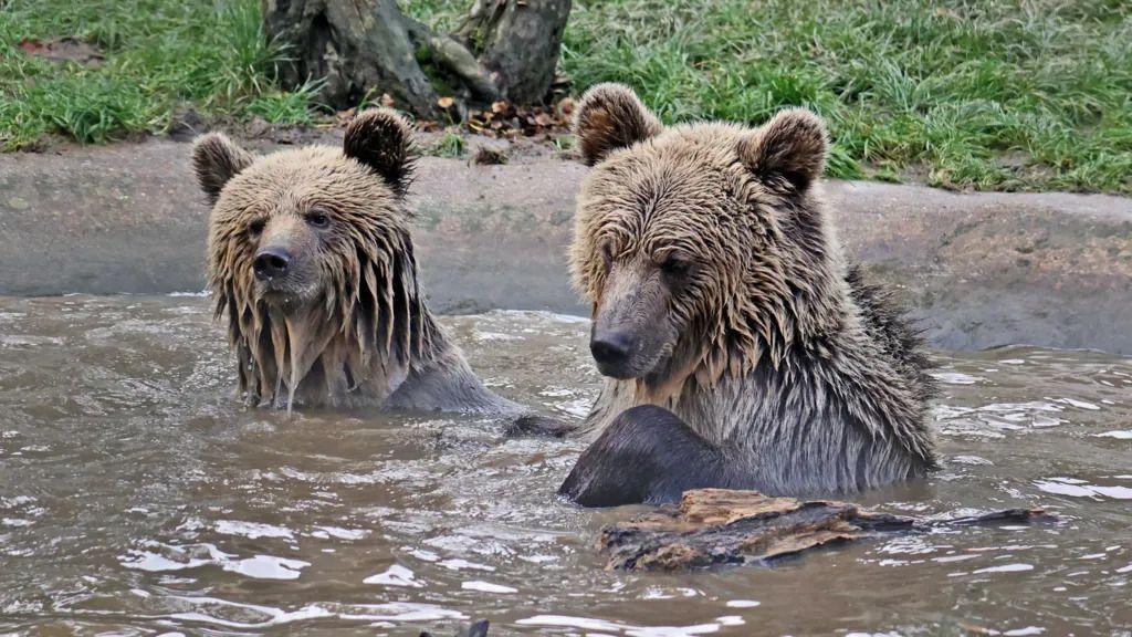 'Treba mi nešto slatko': Mrki medvedi pobegli i pojeli nedeljnu zalihu meda - BBC News na ...